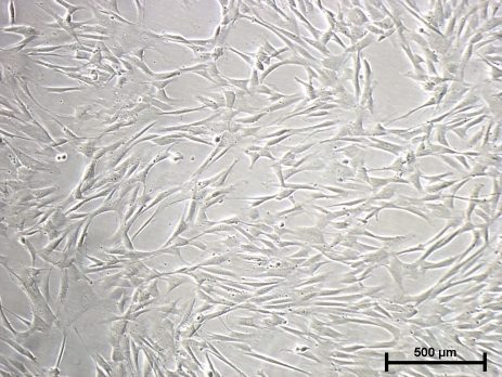 Recombinant Trypsin Solution – Cellseco
