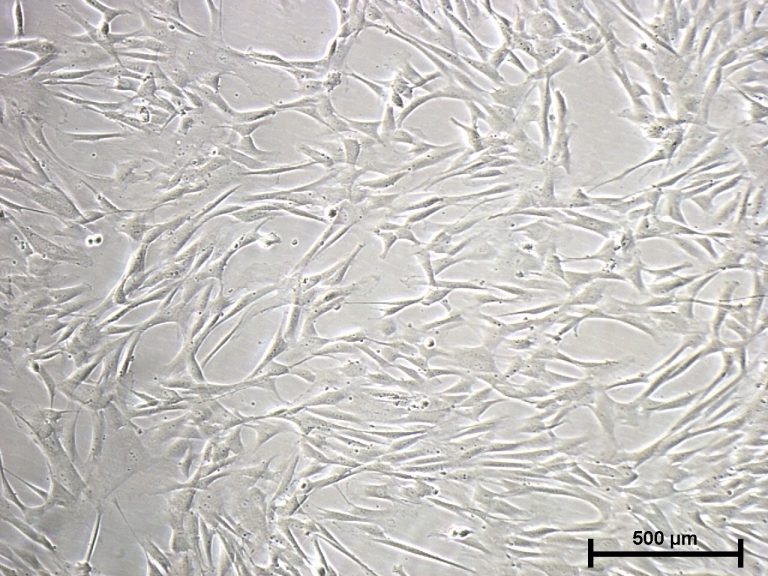 Recombinant Trypsin Solution – Cellseco