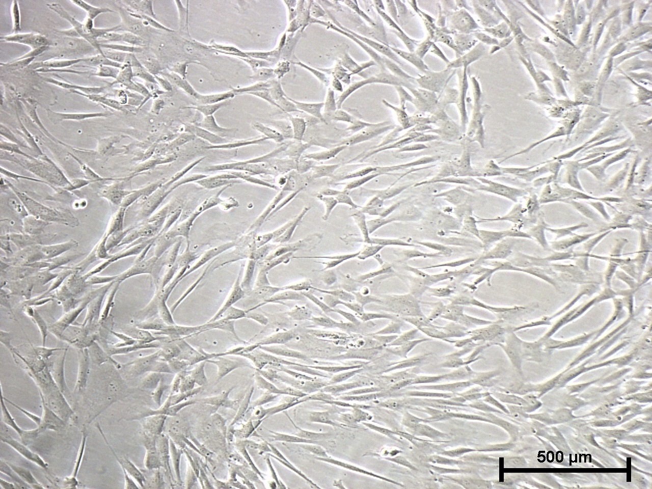 Recombinant Trypsin Solution – Cellseco