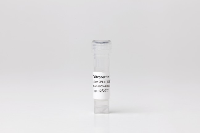 Vitronectin ACF (Human Recombinant), 200 µg – Cellseco